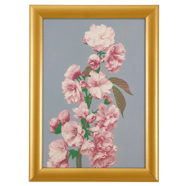 Snap Frames Golden Look Effect 25mm - MT Displays